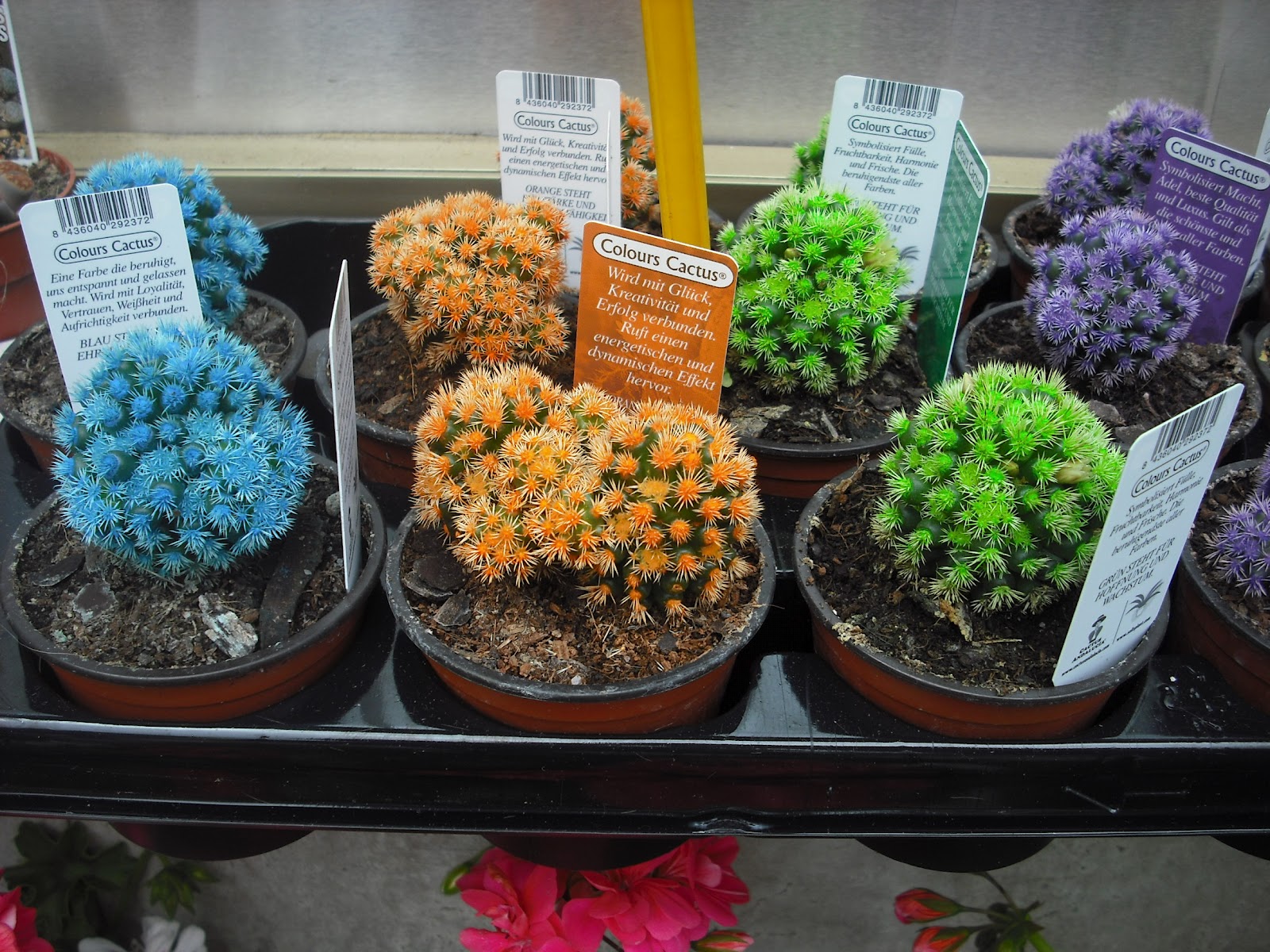 Blog Formas y Colores: Cactus de colores...