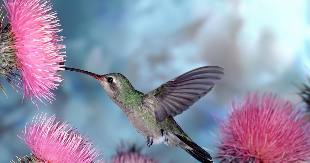 Colibrí wallpapers free