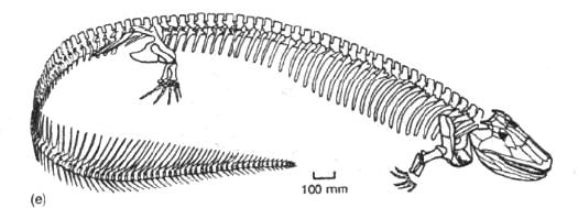 Blog de la Vida Prehistórica: Eogyrinus