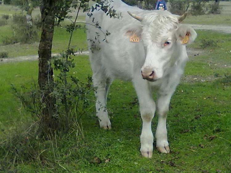 La conciencia cosmica del palpitar...: La vaca Mu.