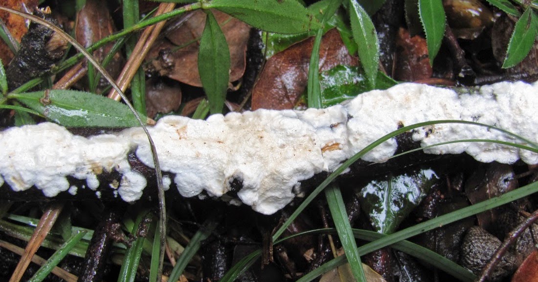 Guía de Setas y Hongos de Navarra.: Byssomerulius corium (Pers.) Parmasto