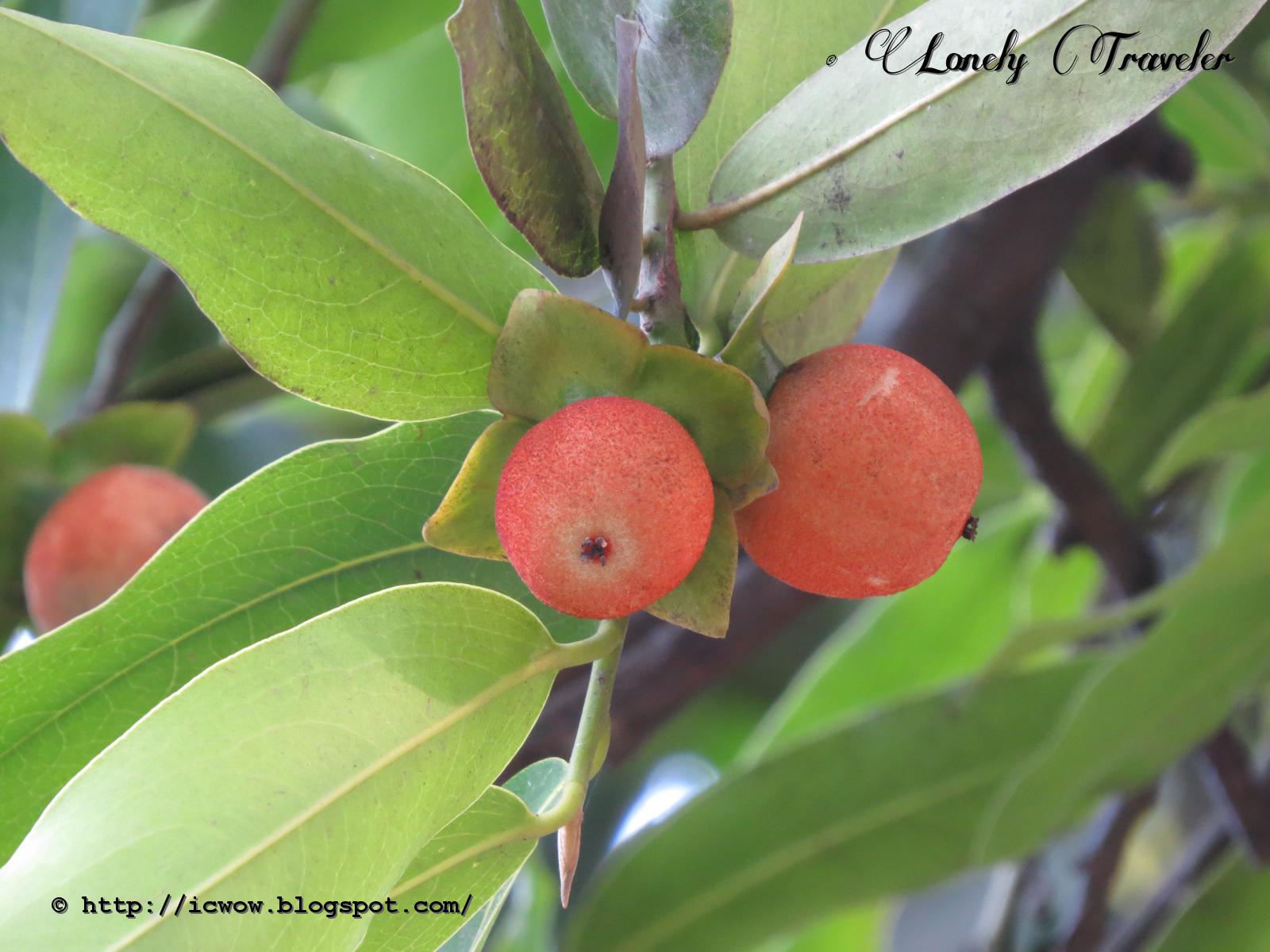 Indian Persimmon - Diospyros embryopteris