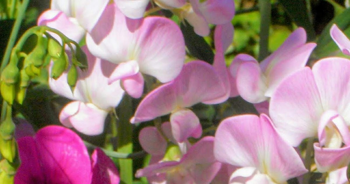 Karen`s Nature Photography: Two Colours of Lathyrus Flowers.