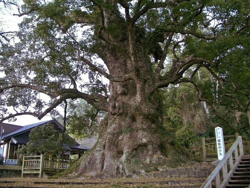 The Oriental Lion — Wolrds largest Single Tree Trunk Sculpture
