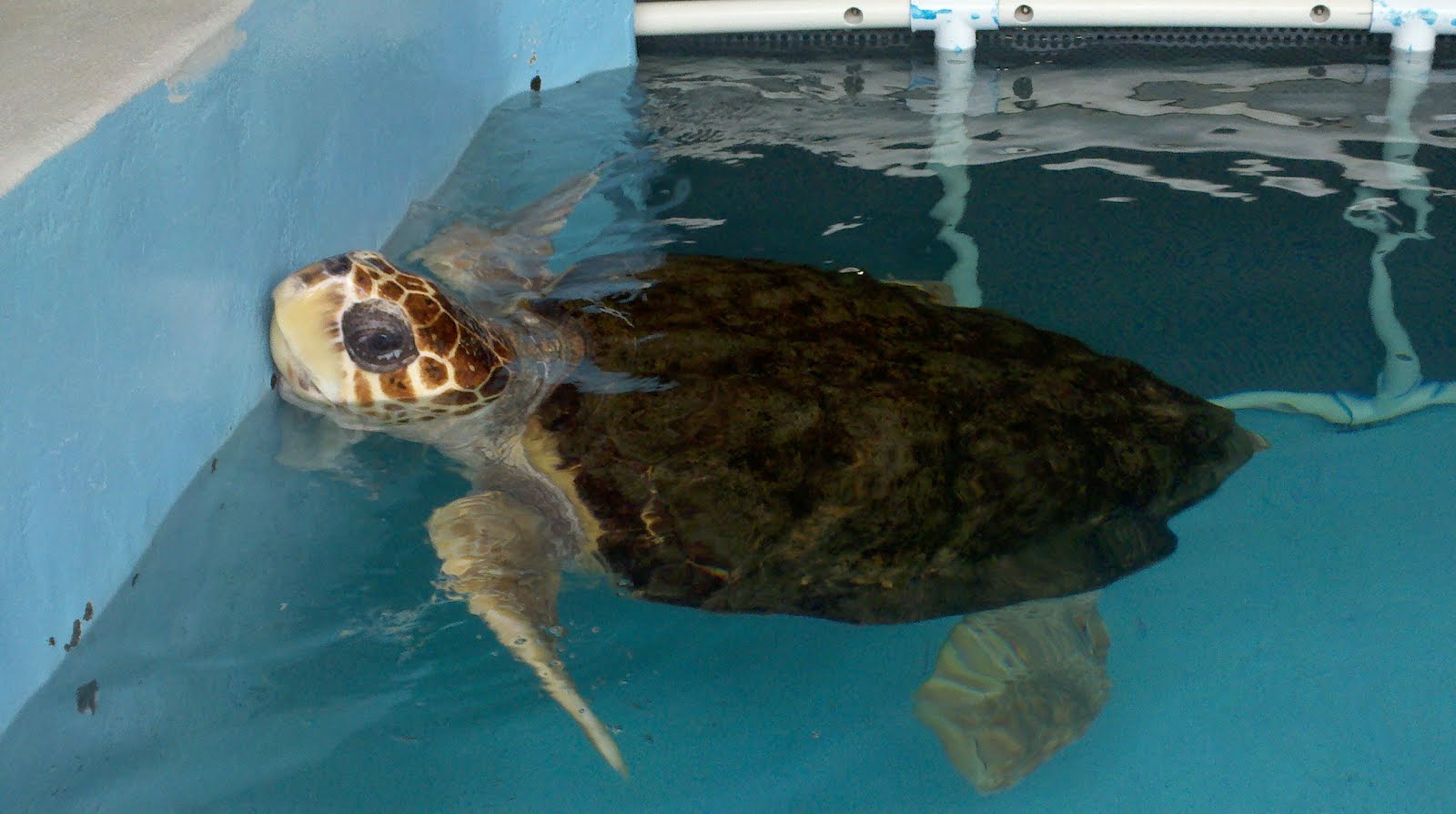 The Shekel - Coins, Law, and Commentary: Florida Trip - Oh, The Hugh ...