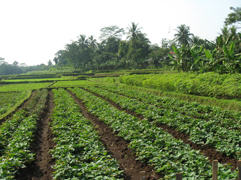 CARA PERAWATAN TANAMAN UBI JALAR