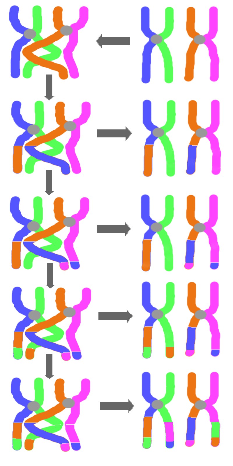 BIOLOGÍA II: CONCEPTOS DE VARIACIÓN GENÉTICA, DOMINANCIA INCOMPLETA ...