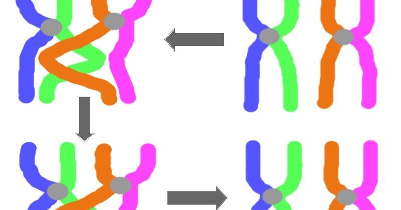 BIOLOGÍA II: CONCEPTOS DE VARIACIÓN GENÉTICA, DOMINANCIA INCOMPLETA ...