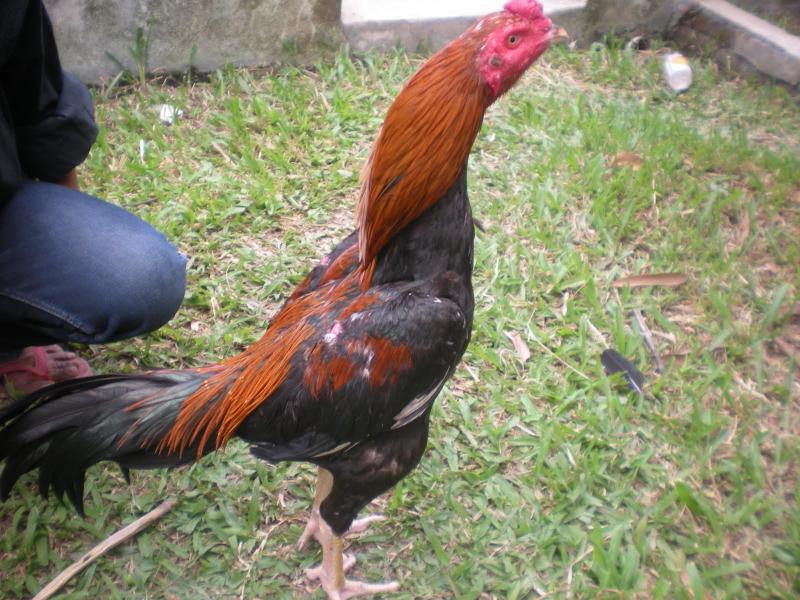 Jual Beli Ayam Aduan Lokal dan Import - Wirausaha Budidaya Ayam bangkok