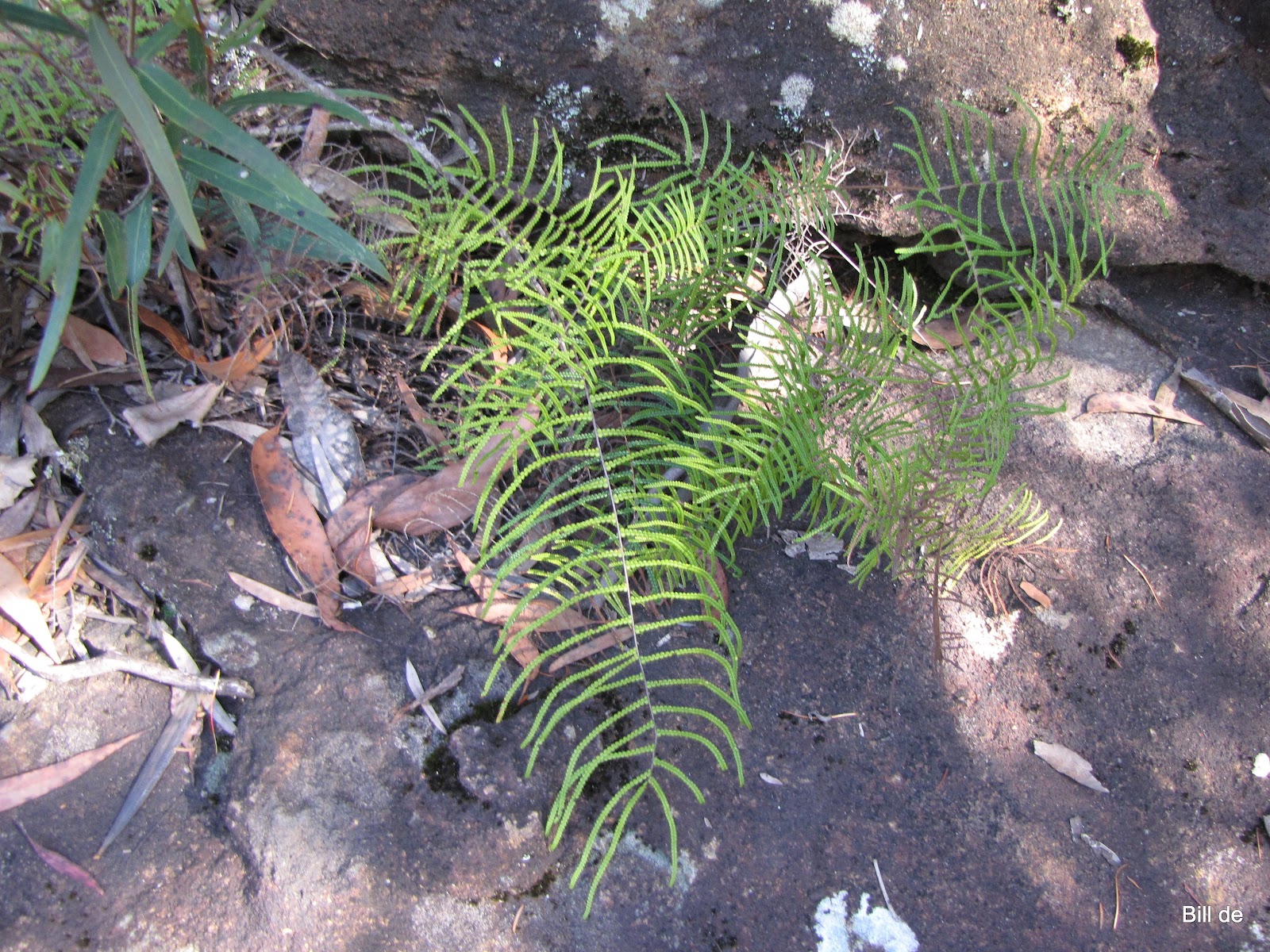 Sydney's Wildflowers and Native Plants: Gleichenia rupestris - Coral Fern.