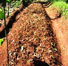 Upland arrow roots technology ~ Agro-Environment Initiative