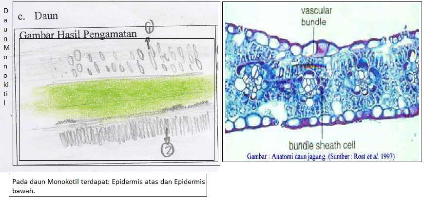 Kelompok 1 Biologi: Hasil Pengamatan Siswa Mengenai Sel Tumbuhan,Sel ...
