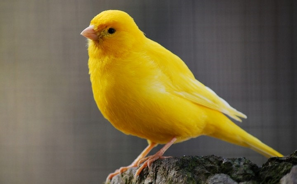 Domestic Canary | THE NATURE OF THE WORLD