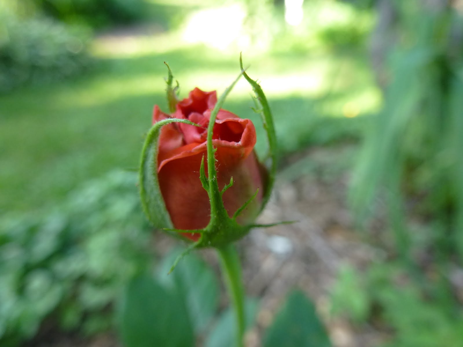 RoofGrown - Growing the Future: Winter Rose Propagation