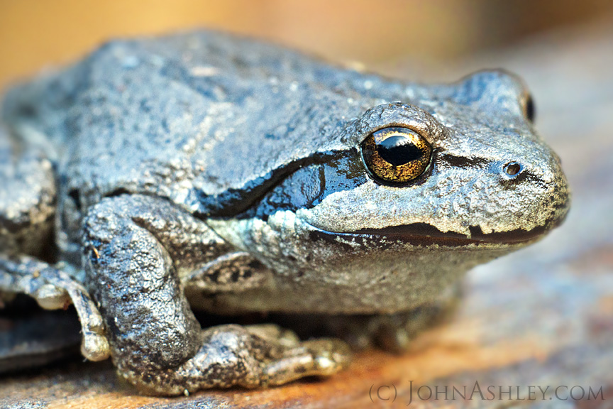 Pacific Tree Frog