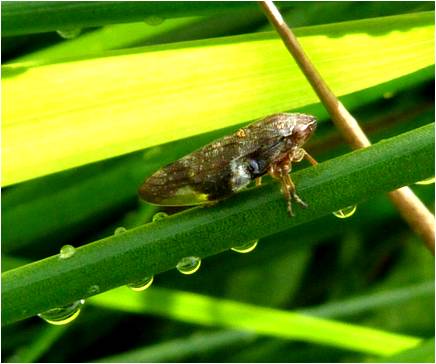 Insects of Scotland: True Bugs