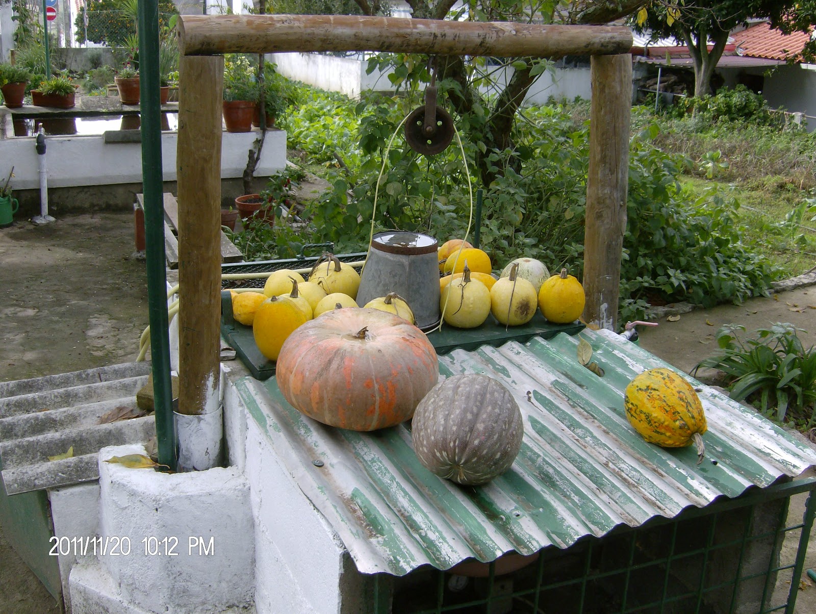 A HORTA DO JOÃO: Aboboras e mogangos