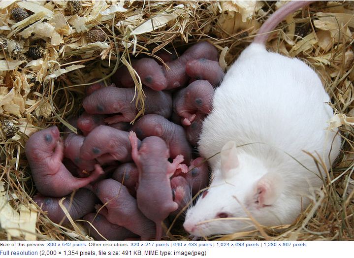 Iteroparous organisms : reproductive strategies |Genetic Engineering Info