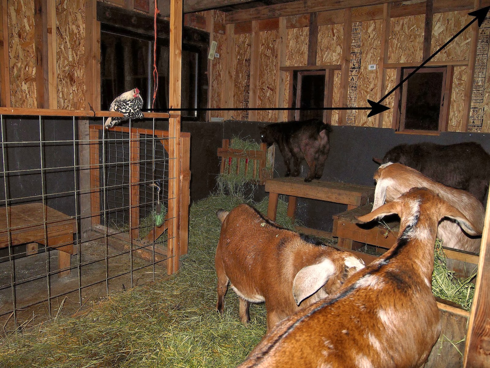 Twisted Fern Farm: Birds Eye View Or Rat Bird? Everyone wins!