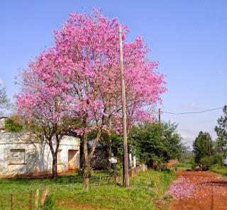 Mitos, Leyendas y Biologia: Lapacho Negro