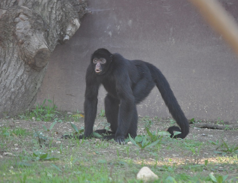 ZOOTOGRAFIANDO (6.100 ANIMALS): MONO ARAÑA PERUANO / BLACK-FACED SPIDER ...