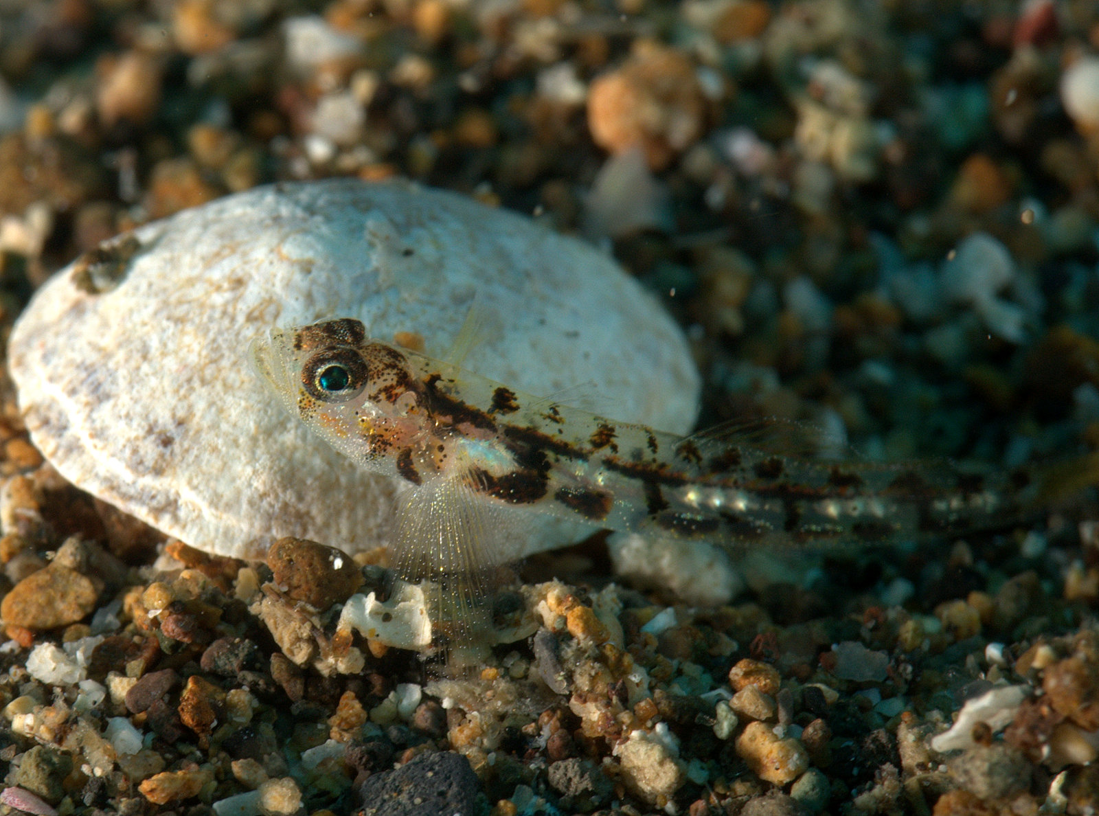 under pressure world: Dwarf Goby- Anilao, Philippines