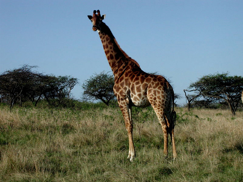 Animals Wallpapers: Zarafa Cute Wallpapers