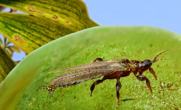 Variety of Life: Thysanoptera