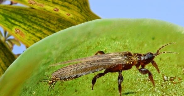 Variety of Life: Thysanoptera