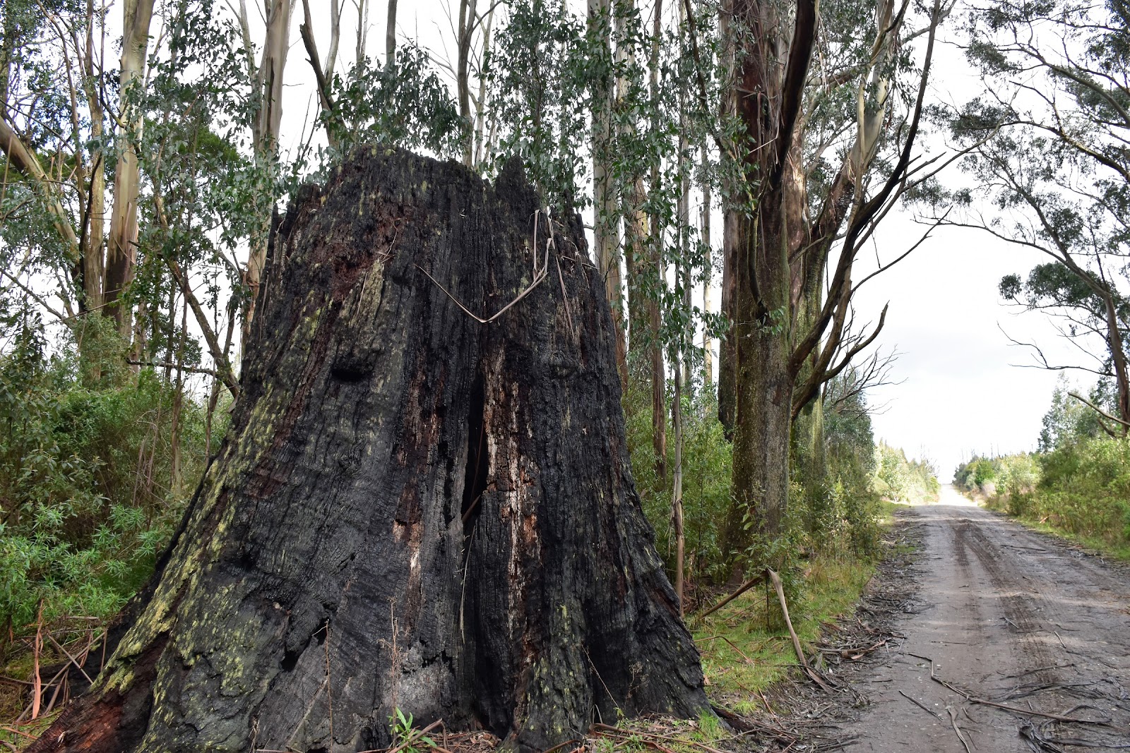 Goin' Feral One Day At A Time: Mount Tassie Loop, Grand Strzelecki ...