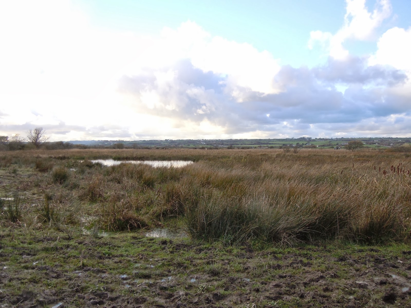 The Wetland Conservation Diary (UK): Macrophytes of the Malltraeth ...