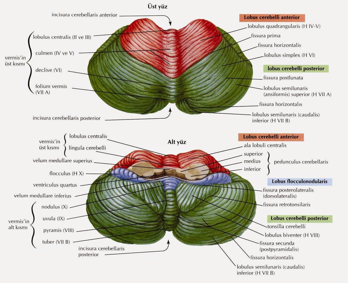 Lobus flocculonodularis || Med-koM