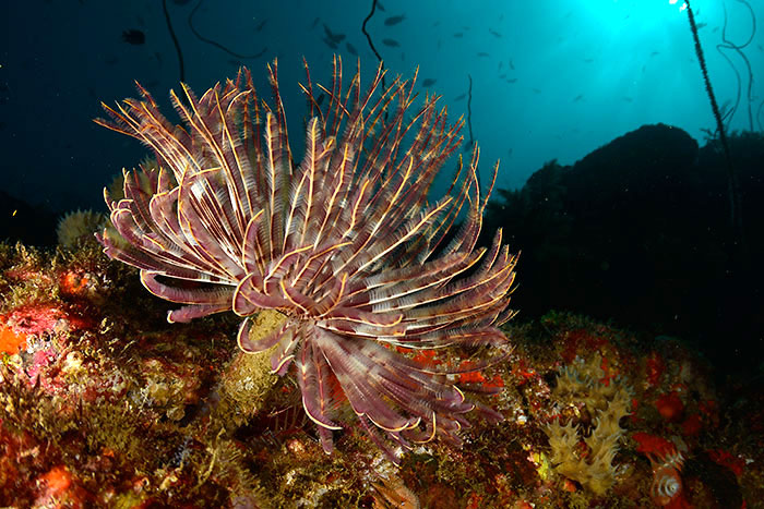 Filo anelídeos | Biologia: A ciência da vida