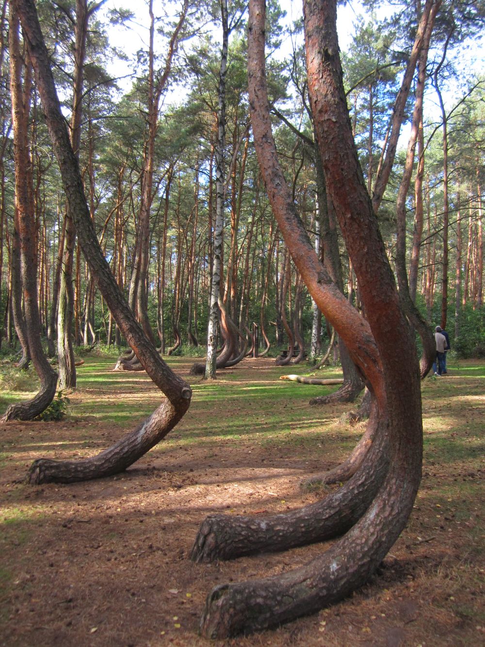 Volcanic Landscapes: Crooked Forest of Gryfino, Poland, 28th September 2015