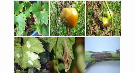 mi planta está enferma: Mildiu