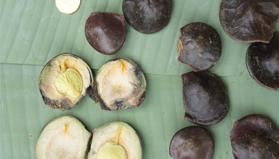 Mulai Sekarang Kulit Jengkol Jangan Dibuang! Selain Untuk Dijadikan ...