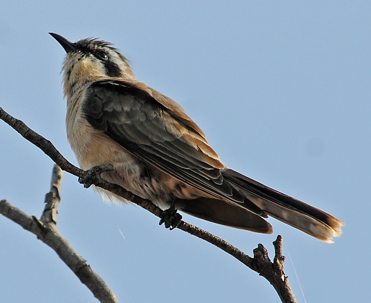Bird Photographs: Waikerie, Gluepot Reserve