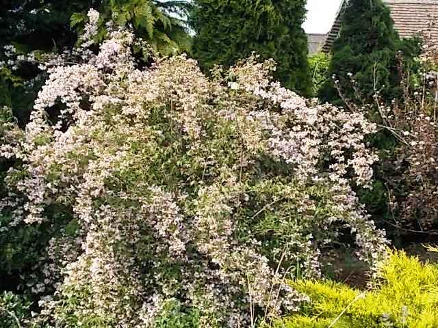 Csodás kertem: Cserjék a kertemben