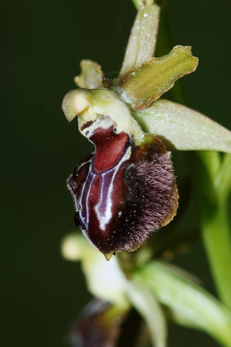 floreal: Droit au sud jour 4: ile du levant