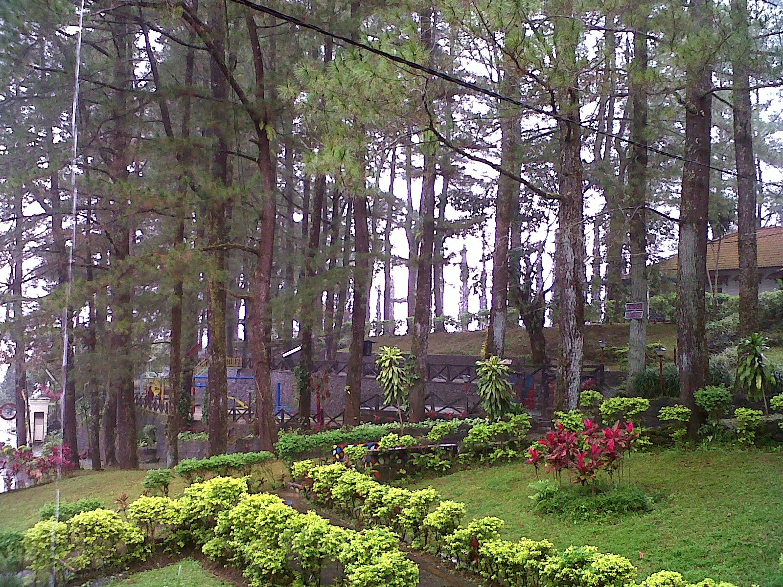 Pohon Pinus Malino Malino Hutan Sulawesi - Macam Macam Pohon