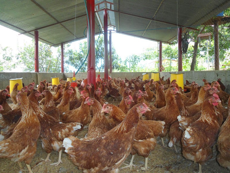 CRIANZA Y PRODUCCION DE GALLINAS PONEDORAS