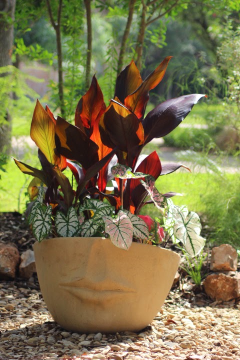 Rock-Oak-Deer: Foliage Follow-up July 2014: Cannas and Caladiums add ...