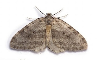 The Ignored Genius: Rizal's Mother, The Moth Story and You