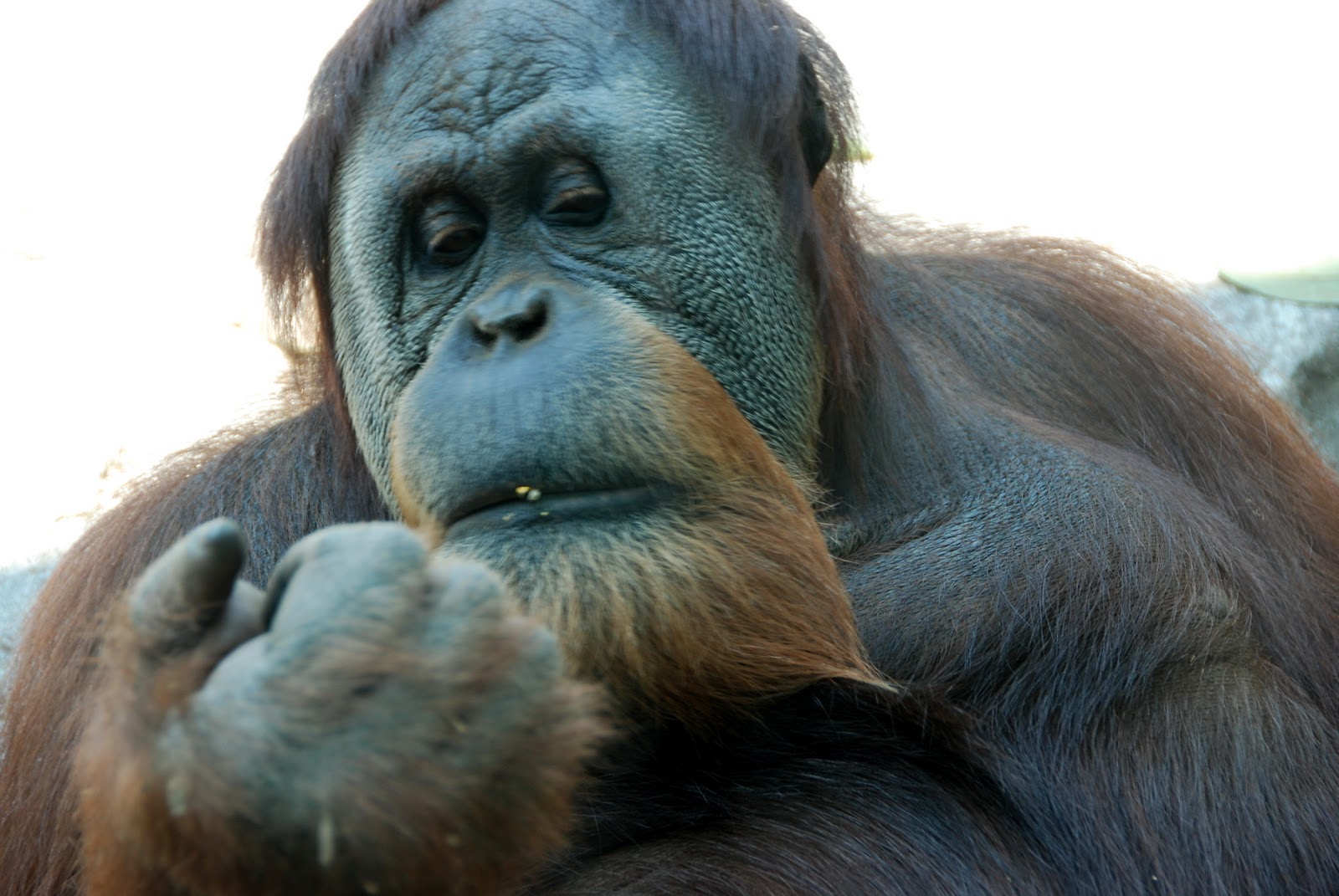 PÉRIPLO: SAN DIEGO ZOO´S WILD ANIMAL PARK II