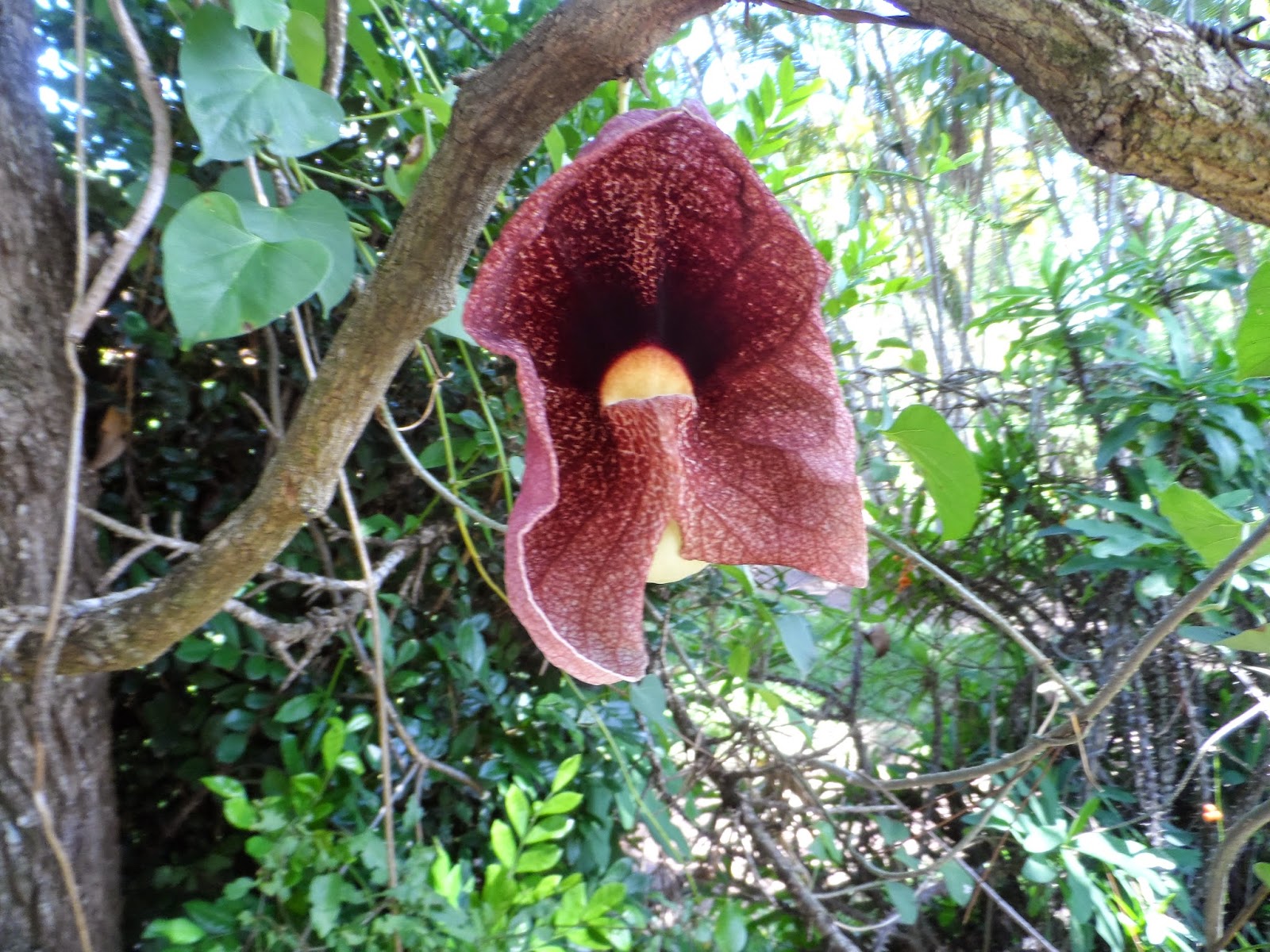 Jardinagem dia a dia: FLOR ORIGINAL, EXÓTICA - PAPO DE PERU
