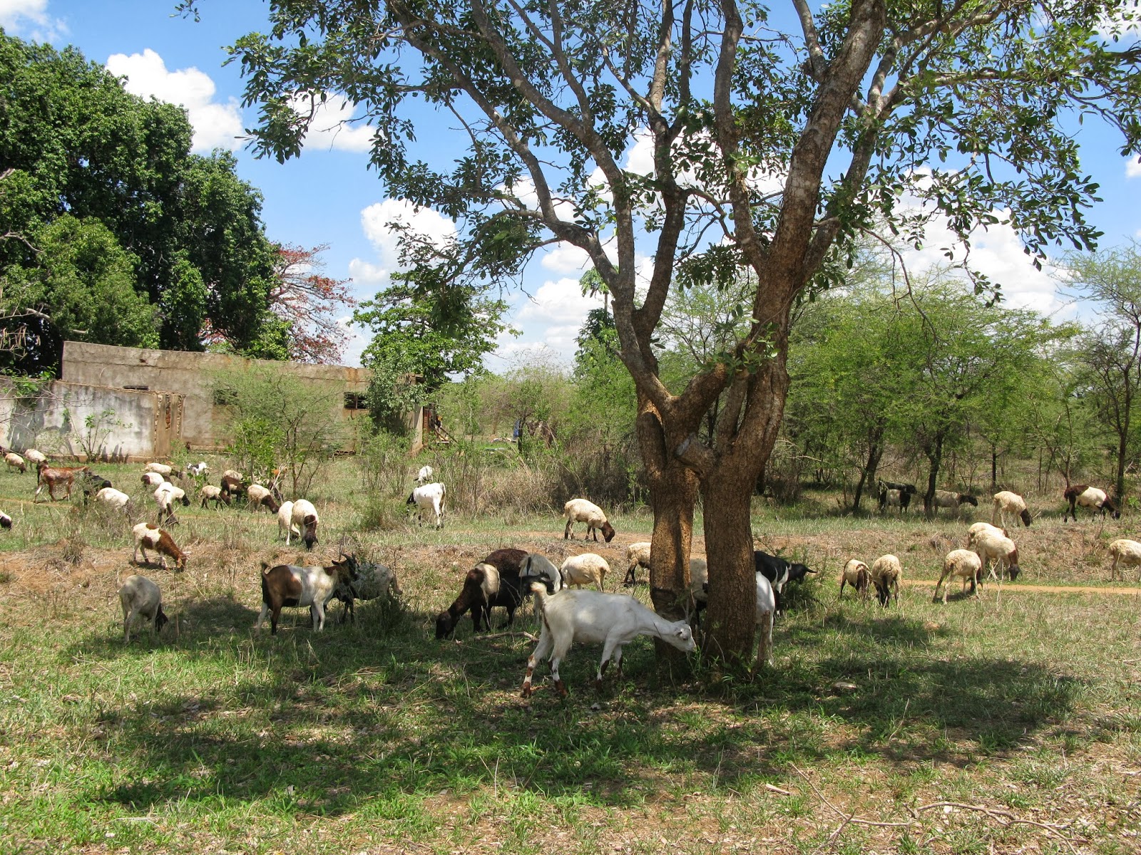 Eastern Grade Farm: shamba linauzwa likiwa na mifugo yake ,maji na ...