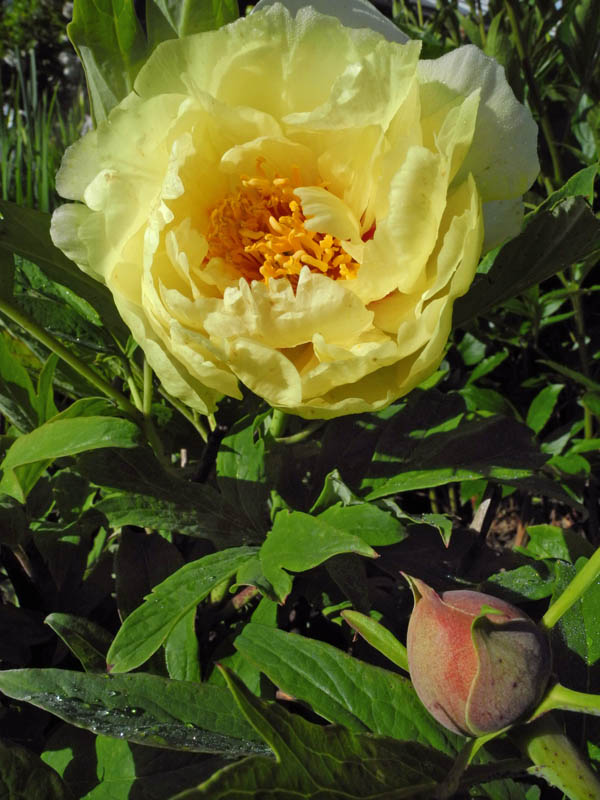 Studio and Garden: Peonies: The Grandes Dames of the Garden