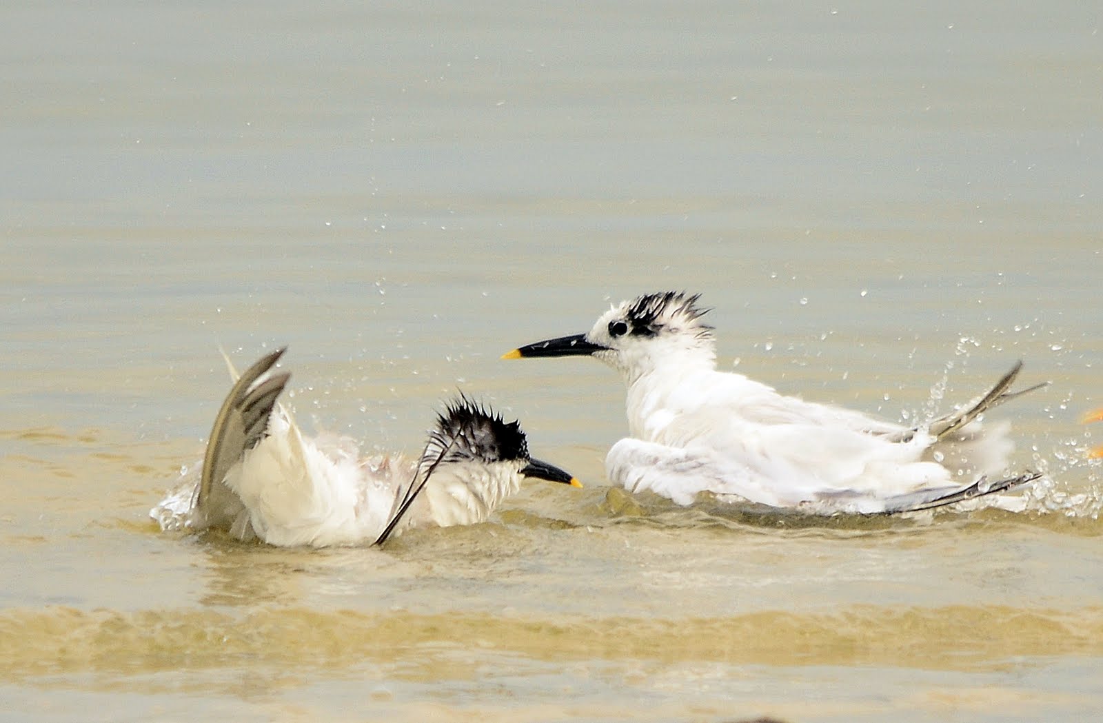 Dina's City Wildlife Adventures: A rare black tern sighting