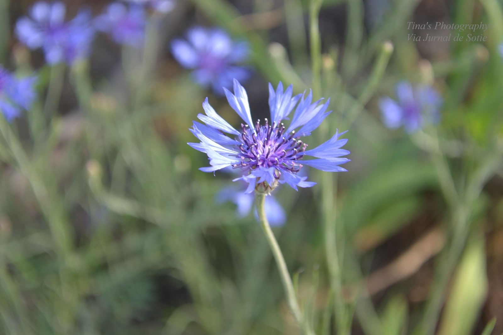 Jurnal de Sotie: Flori de mai