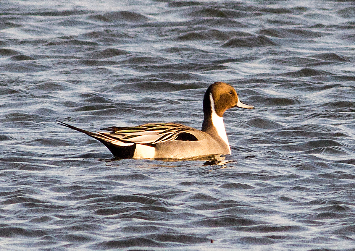 Fra Limfjordens bredder...: marts 2016